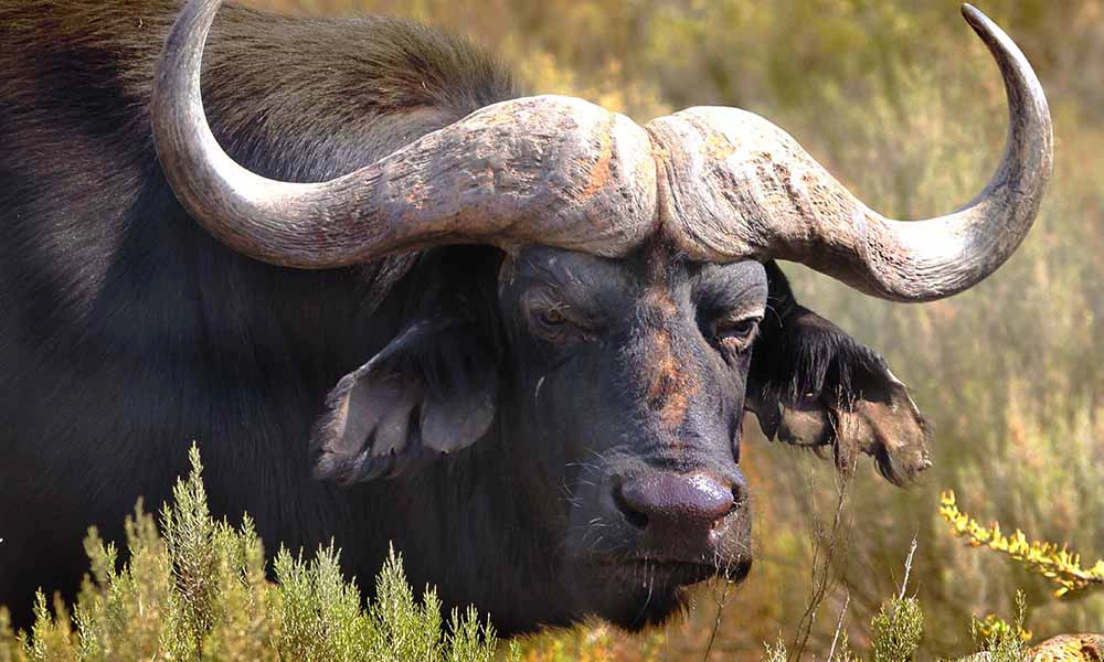 The Timeless Feud Between Lions and Buffalos